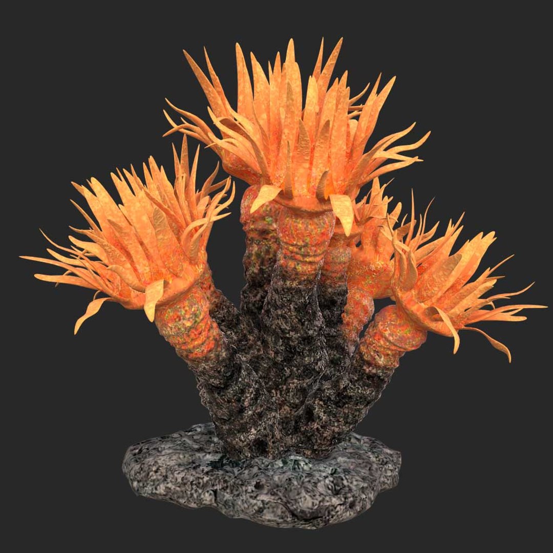 Sun Coral Model - TurboSquid 1241499