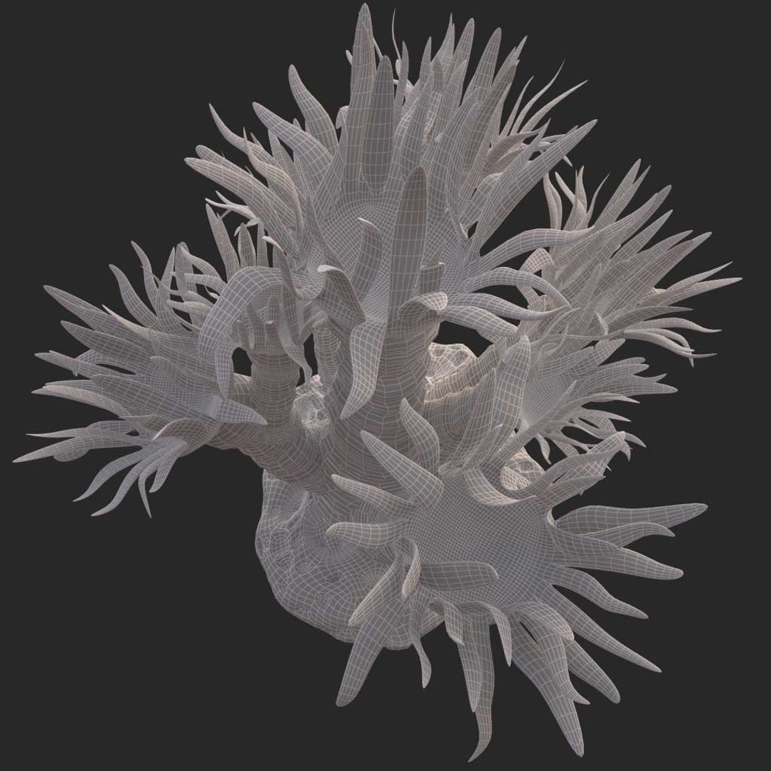 Sun Coral Model - TurboSquid 1241499
