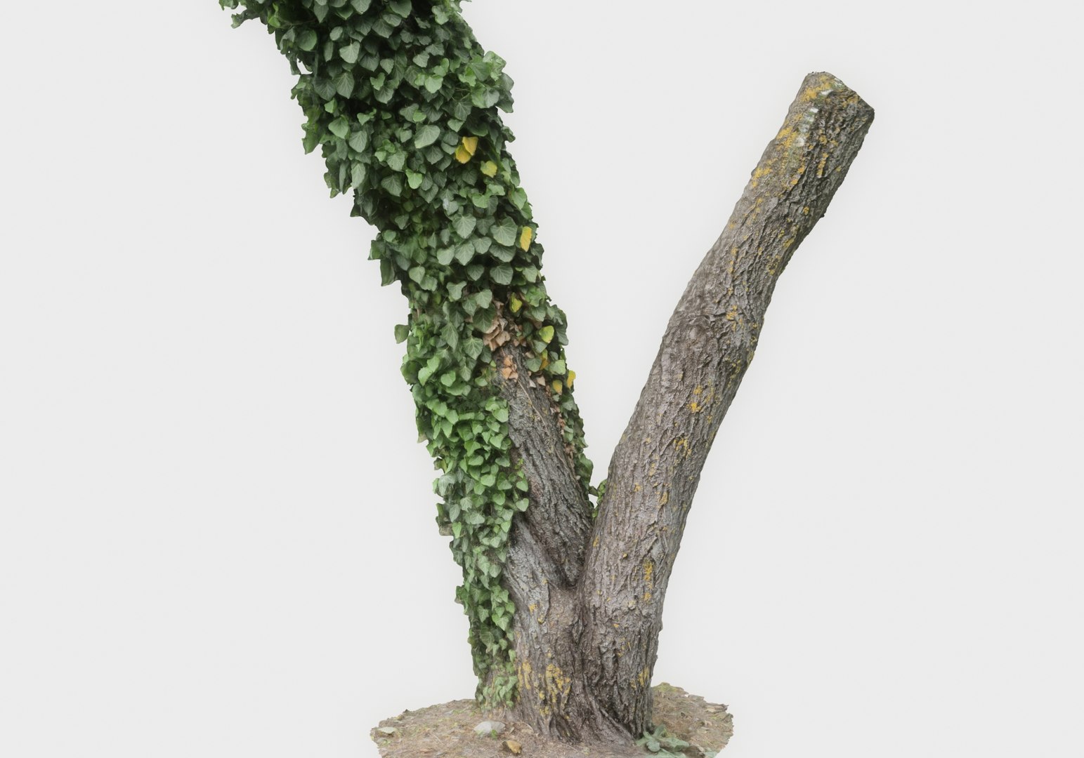 Ivy Trees Pack 9 3D Model - TurboSquid 2083915