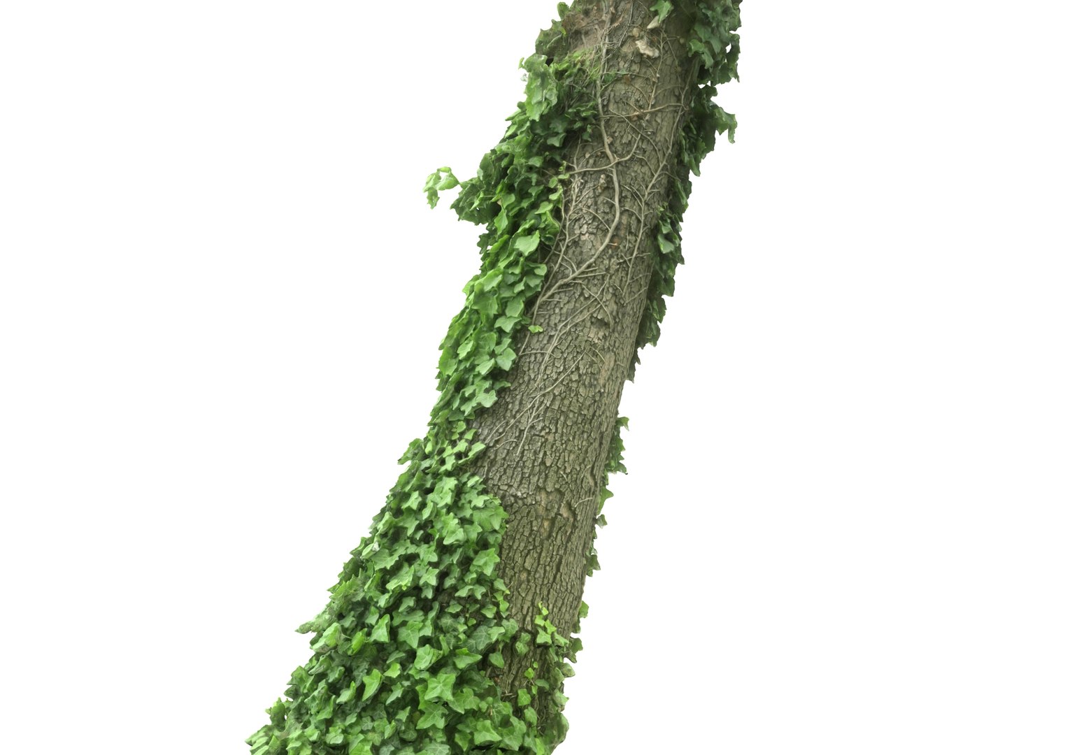 Ivy Trees Pack 9 3D Model - TurboSquid 2083915