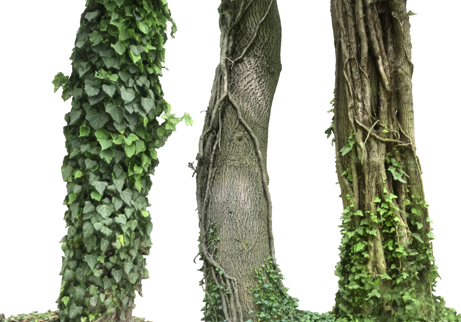 Ivy Trees Pack 9 3D Model - TurboSquid 2083915