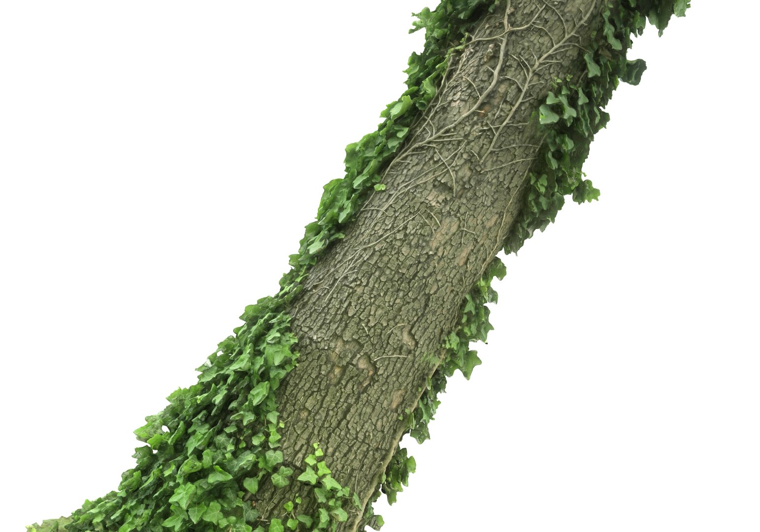 Ivy Trees Pack 9 3D Model - TurboSquid 2083915