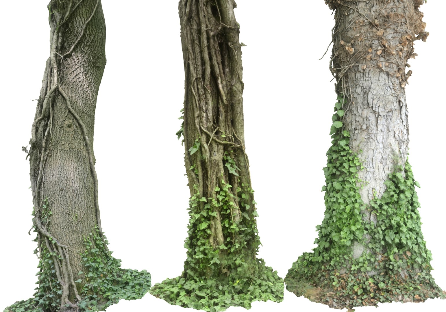 Ivy Trees Pack 9 3D Model - TurboSquid 2083915