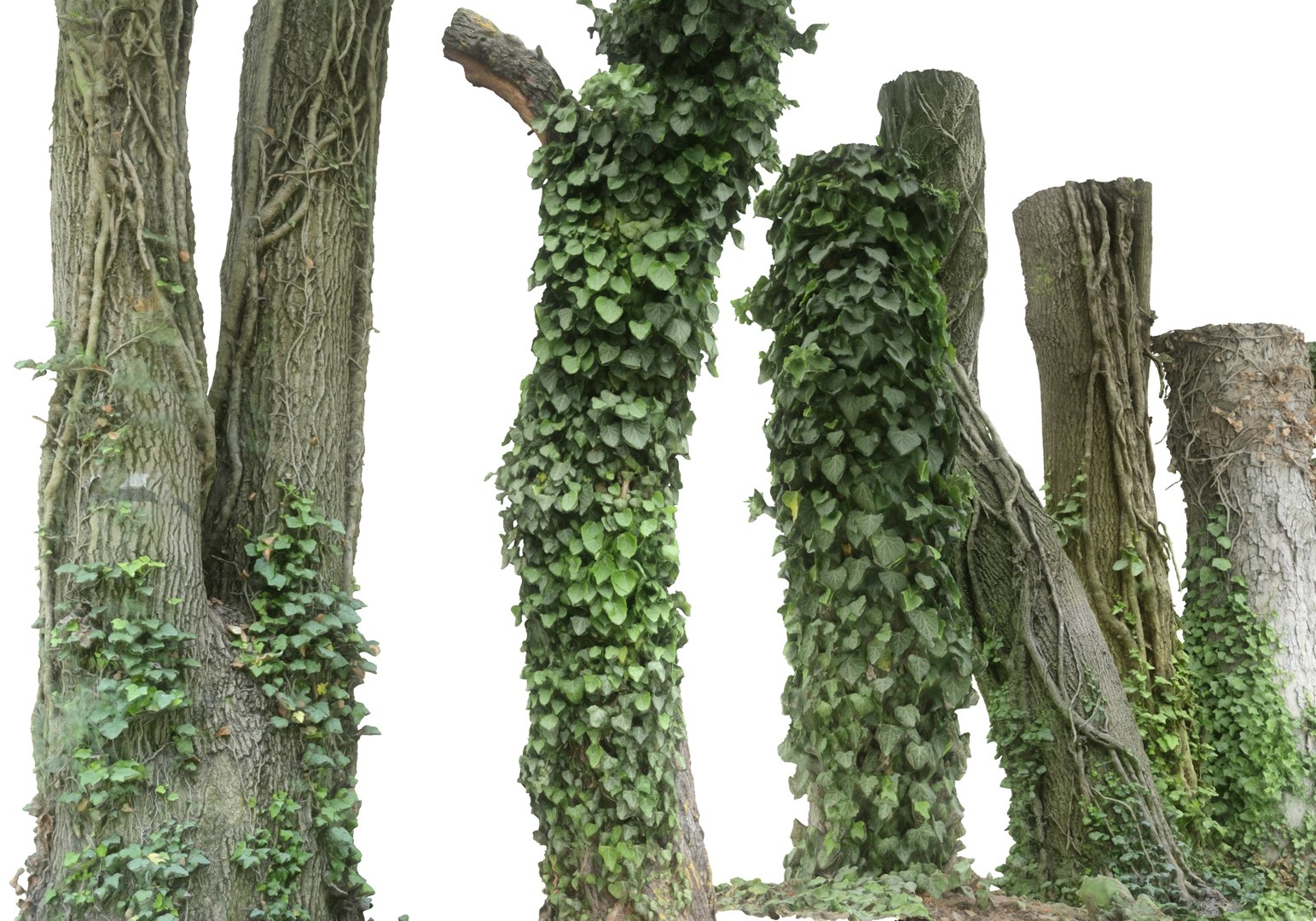 Ivy Trees Pack 9 3D Model - TurboSquid 2083915