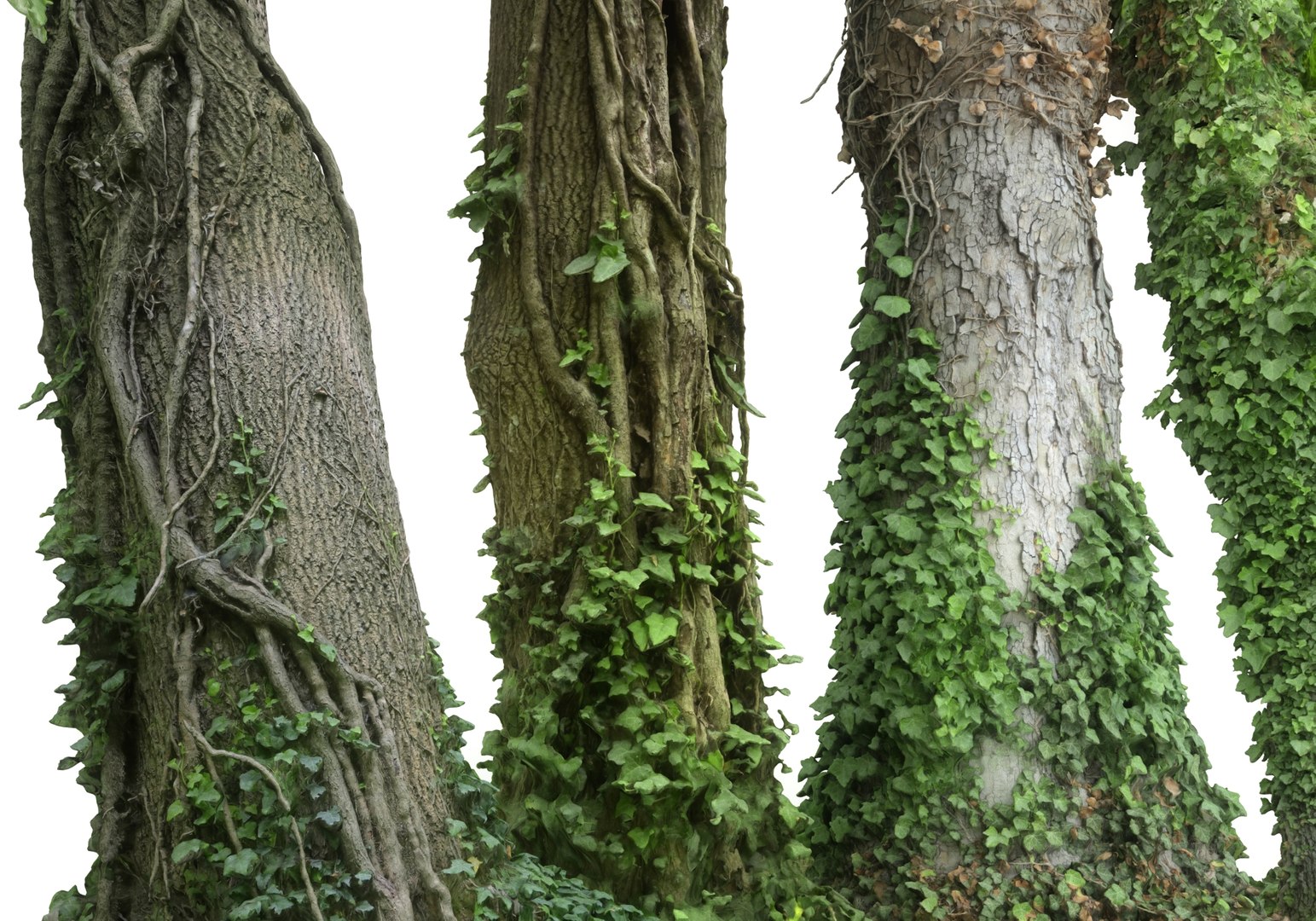 Ivy Trees Pack 9 3D Model - TurboSquid 2083915