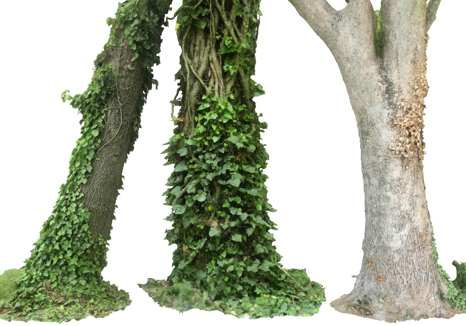 Ivy Trees Pack 9 3D Model - TurboSquid 2083915
