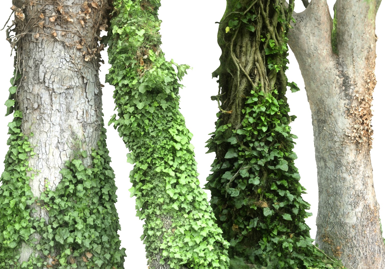 Ivy Trees Pack 9 3D Model - TurboSquid 2083915