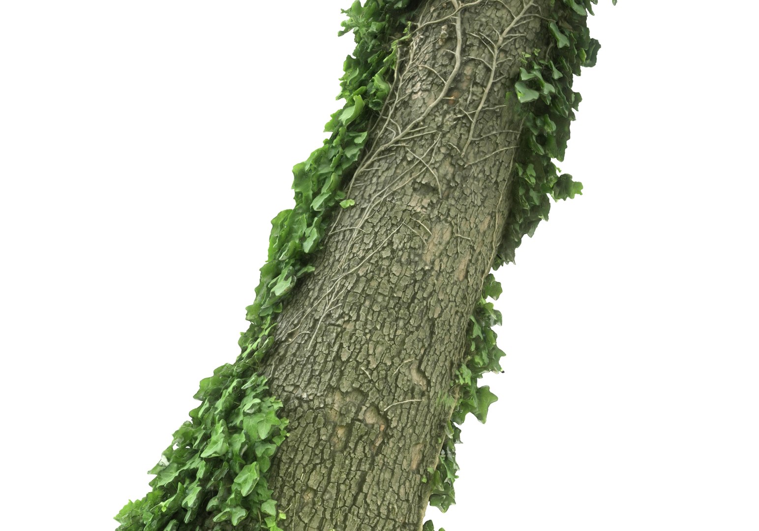 Ivy Trees Pack 9 3D Model - TurboSquid 2083915