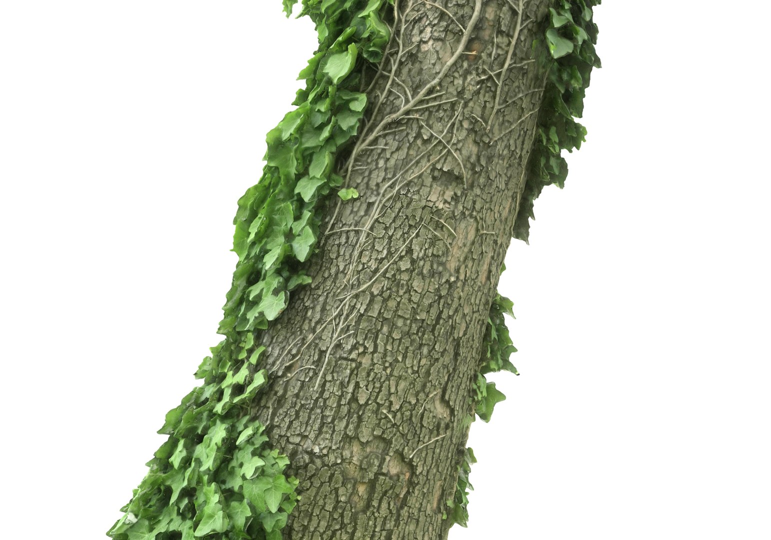 Ivy Trees Pack 9 3D Model - TurboSquid 2083915