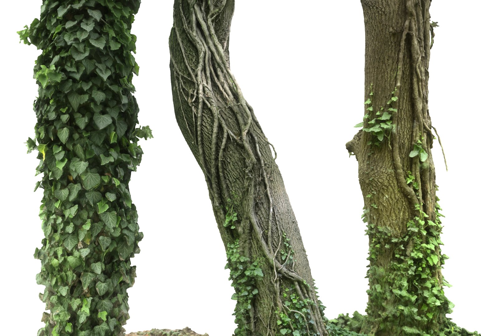 Ivy Trees Pack 9 3D Model - TurboSquid 2083915