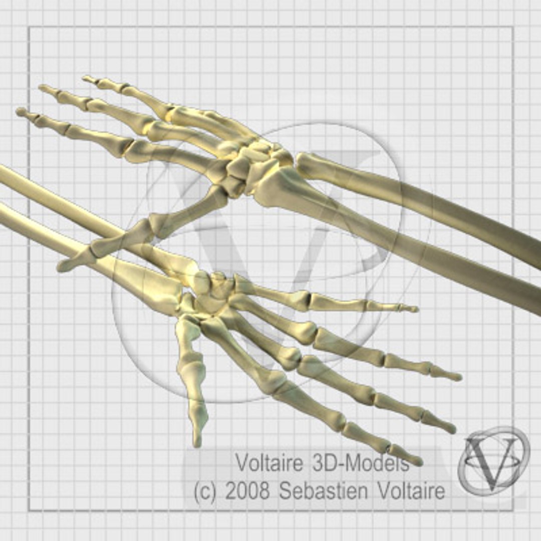 Human Hand Forearm Arm Max