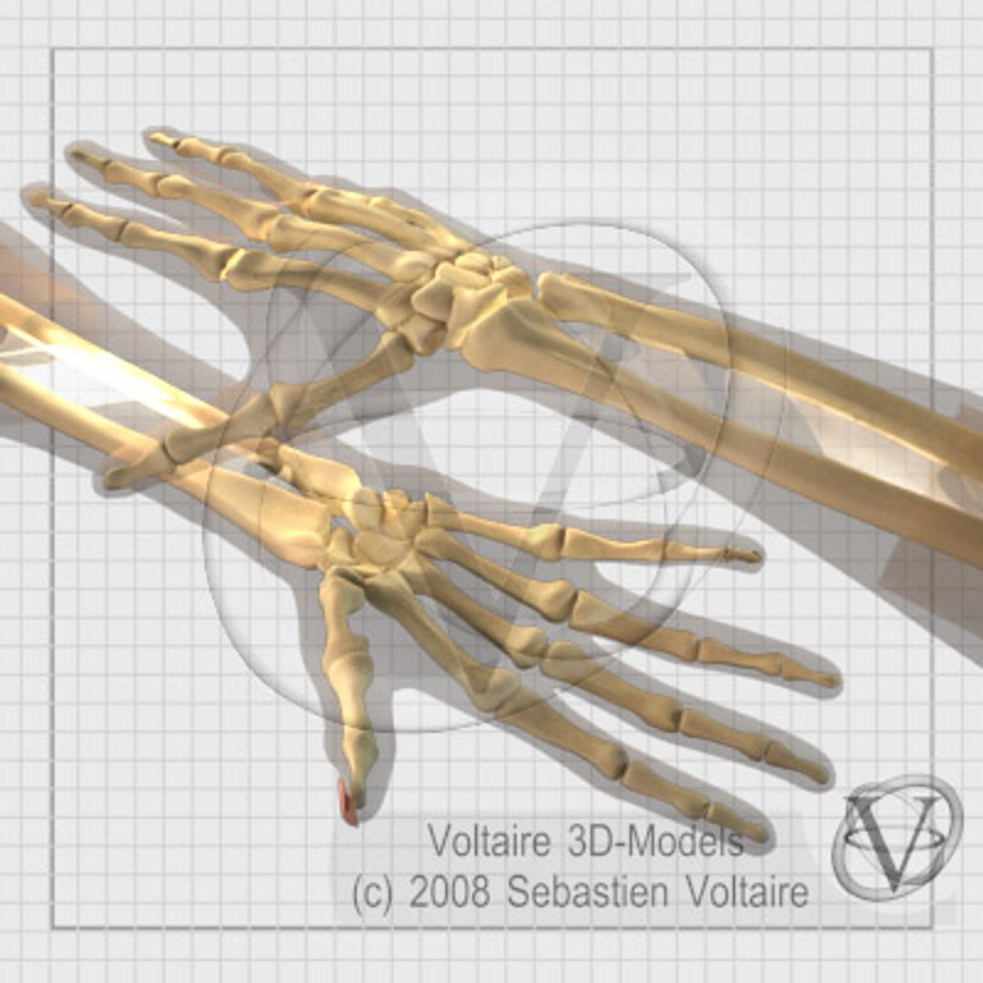 Human Hand Forearm Arm Max