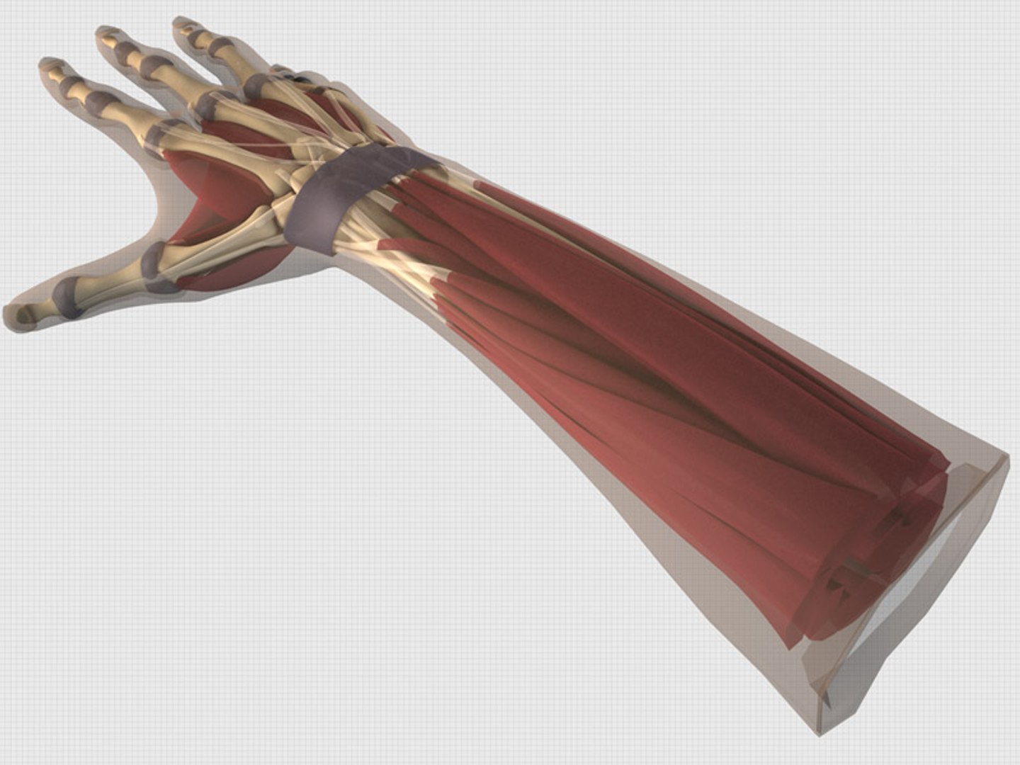 Human Hand Forearm Arm Max