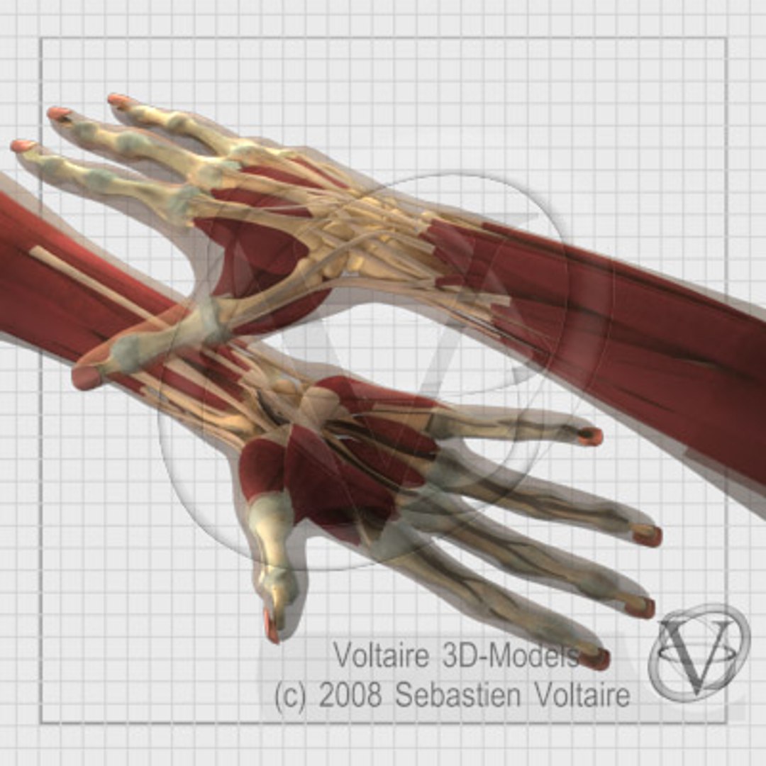 Human Hand Forearm Arm Max