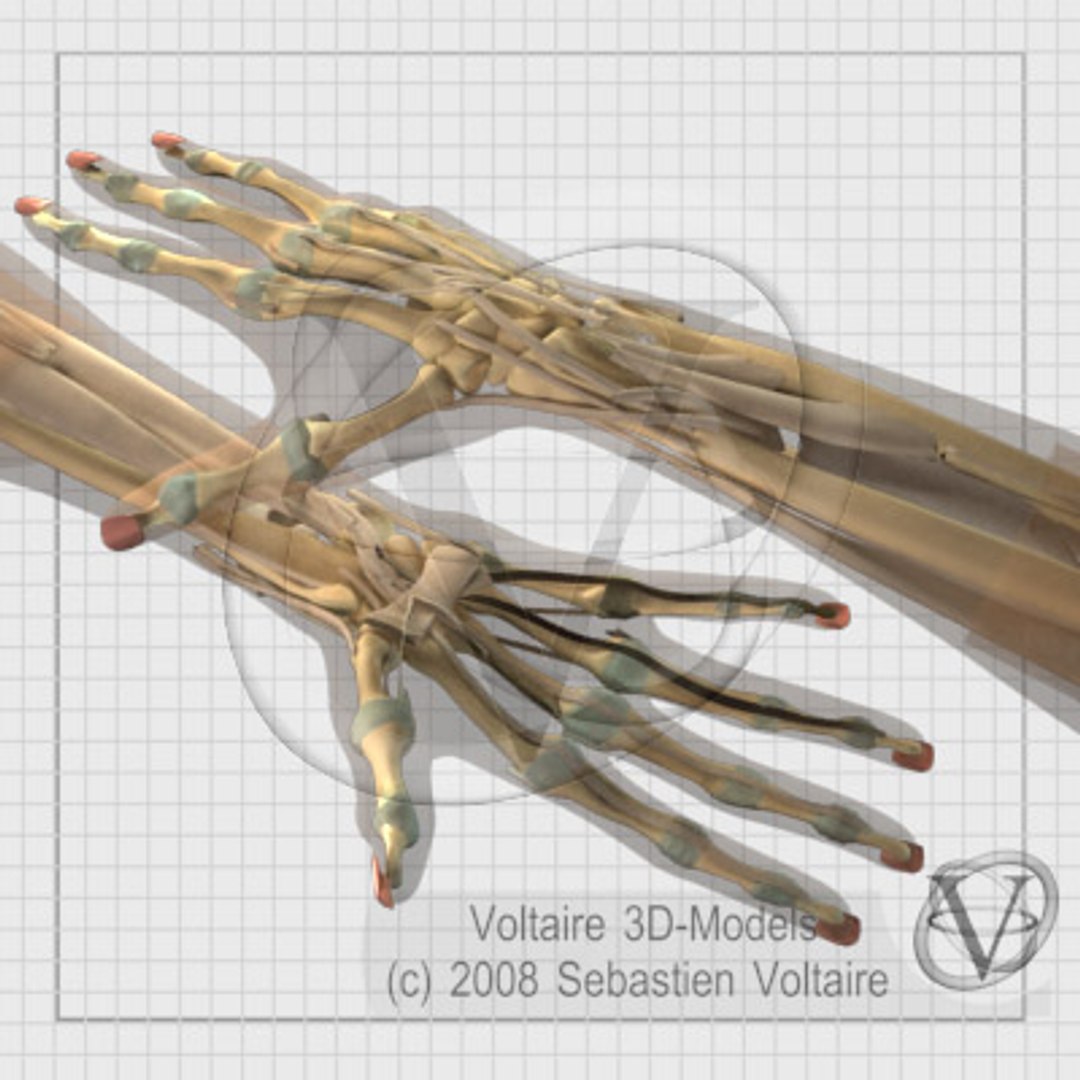Human Hand Forearm Arm Max