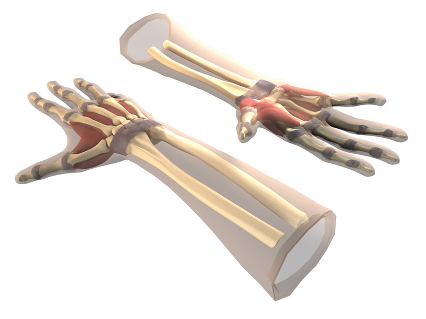 Human Hand Forearm Arm Max