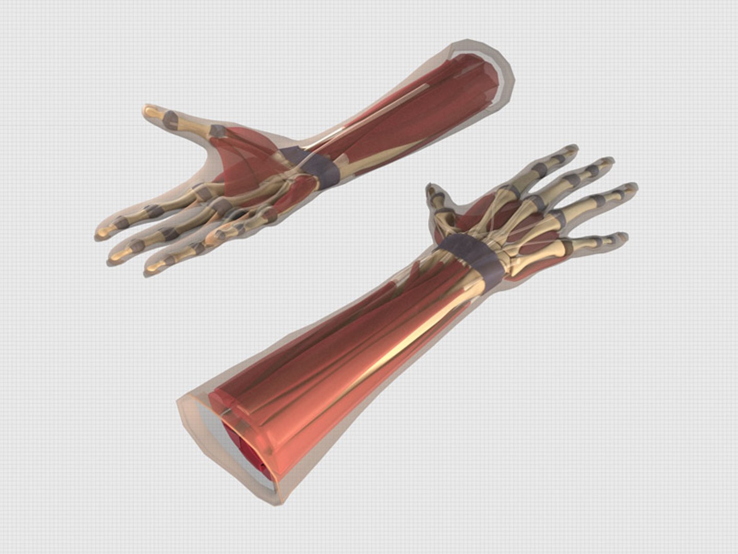 Human Hand Forearm Arm Max