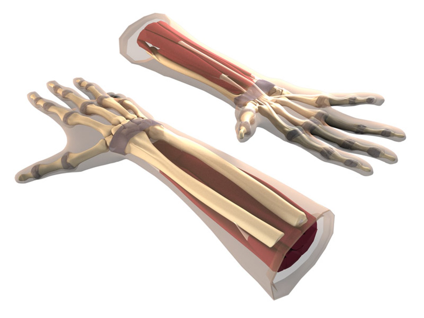 Human Hand Forearm Arm Max