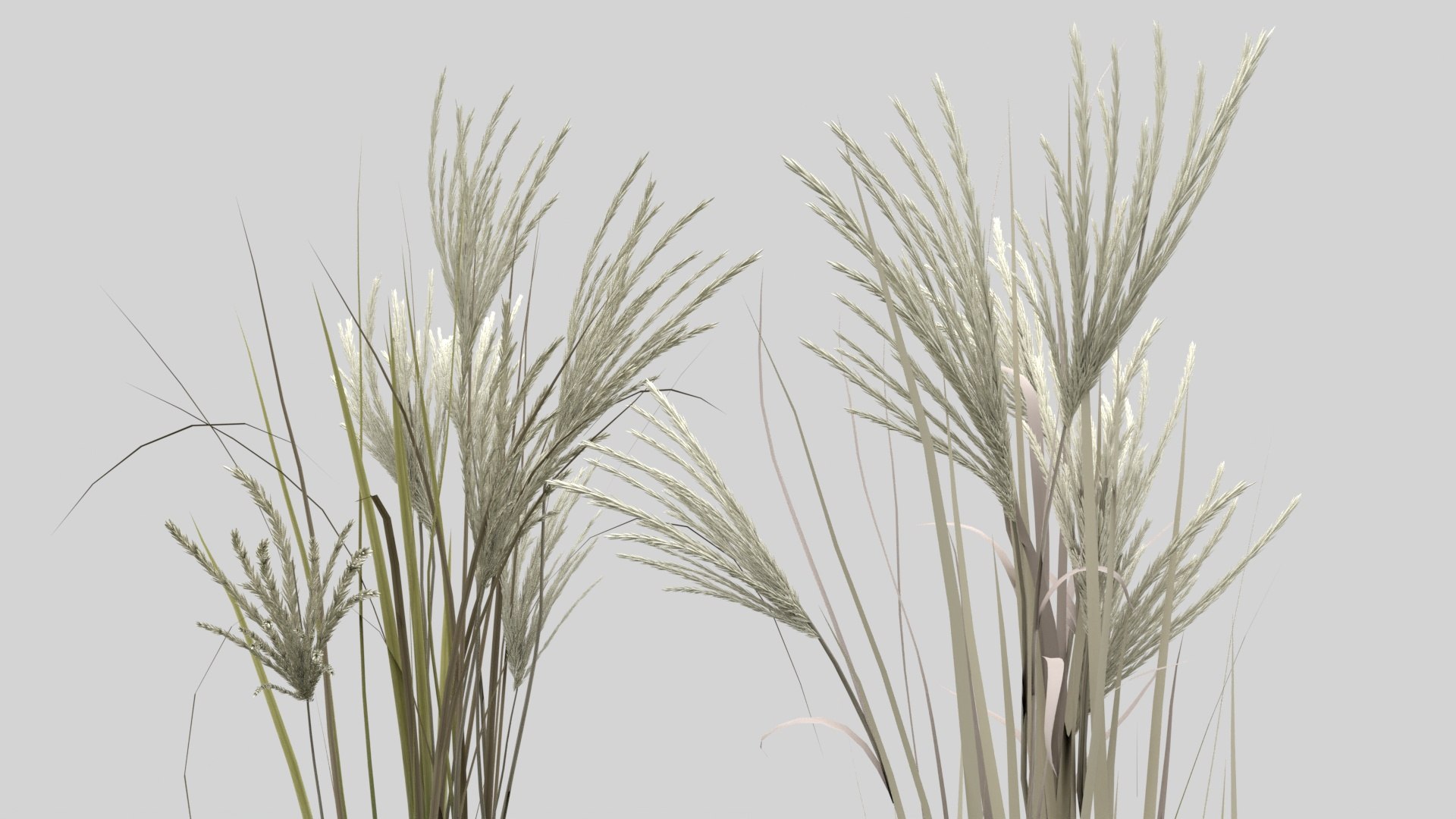 Long Reed Model - TurboSquid 2145327