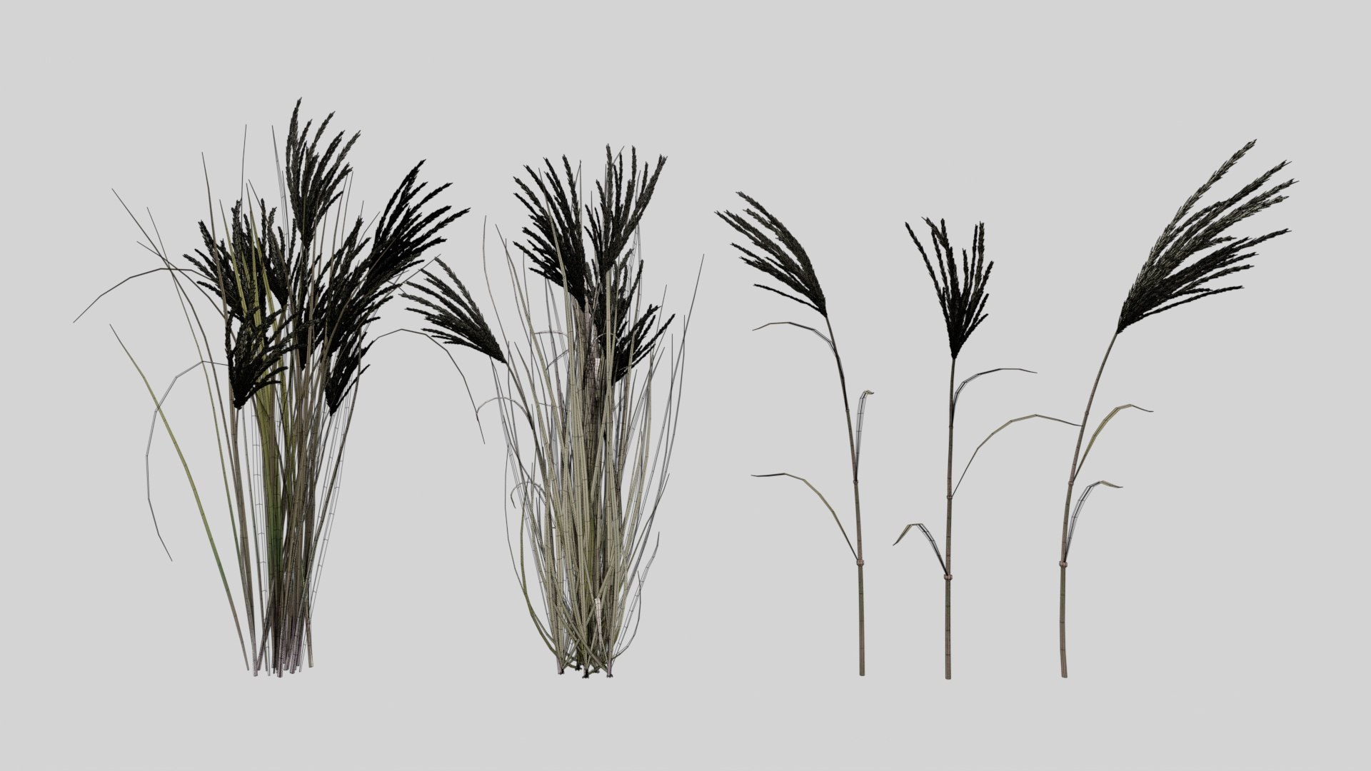 Long Reed Model - TurboSquid 2145327