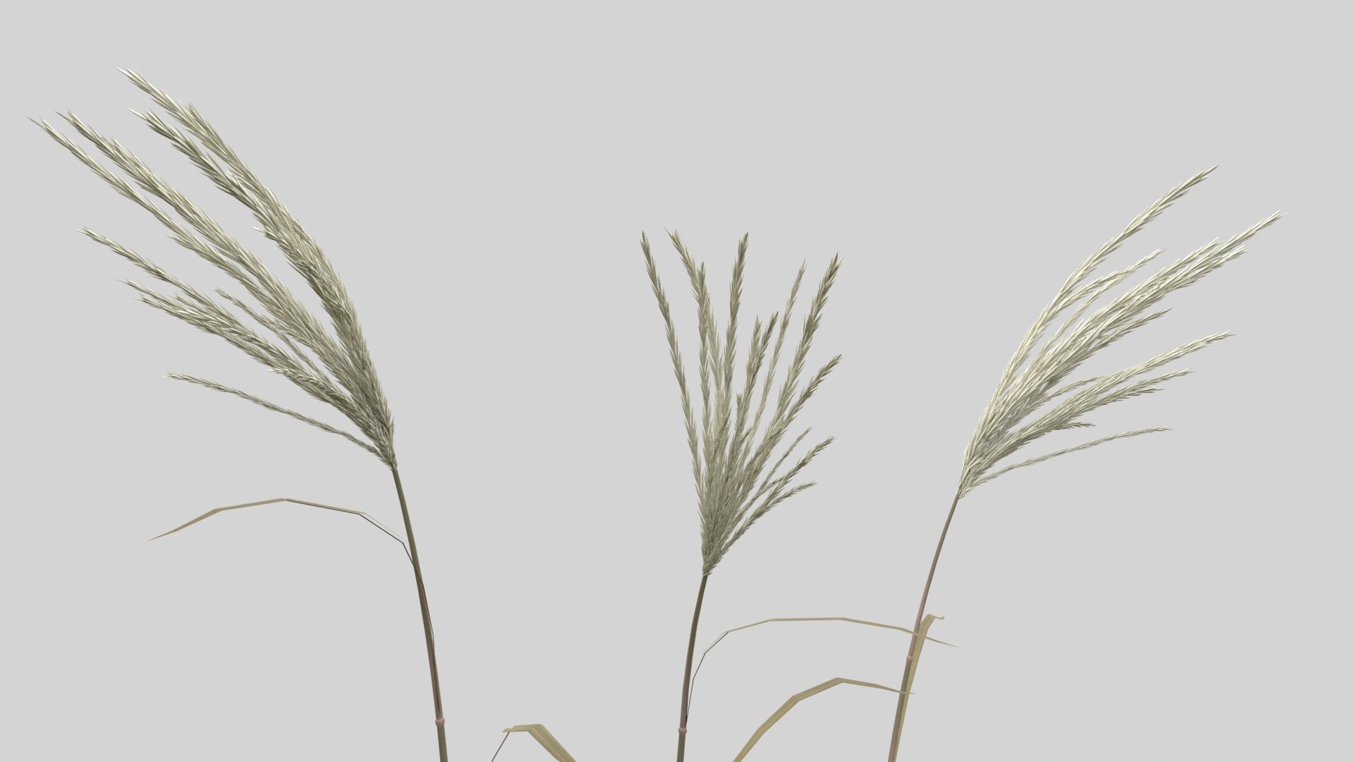 Long Reed Model - TurboSquid 2145327