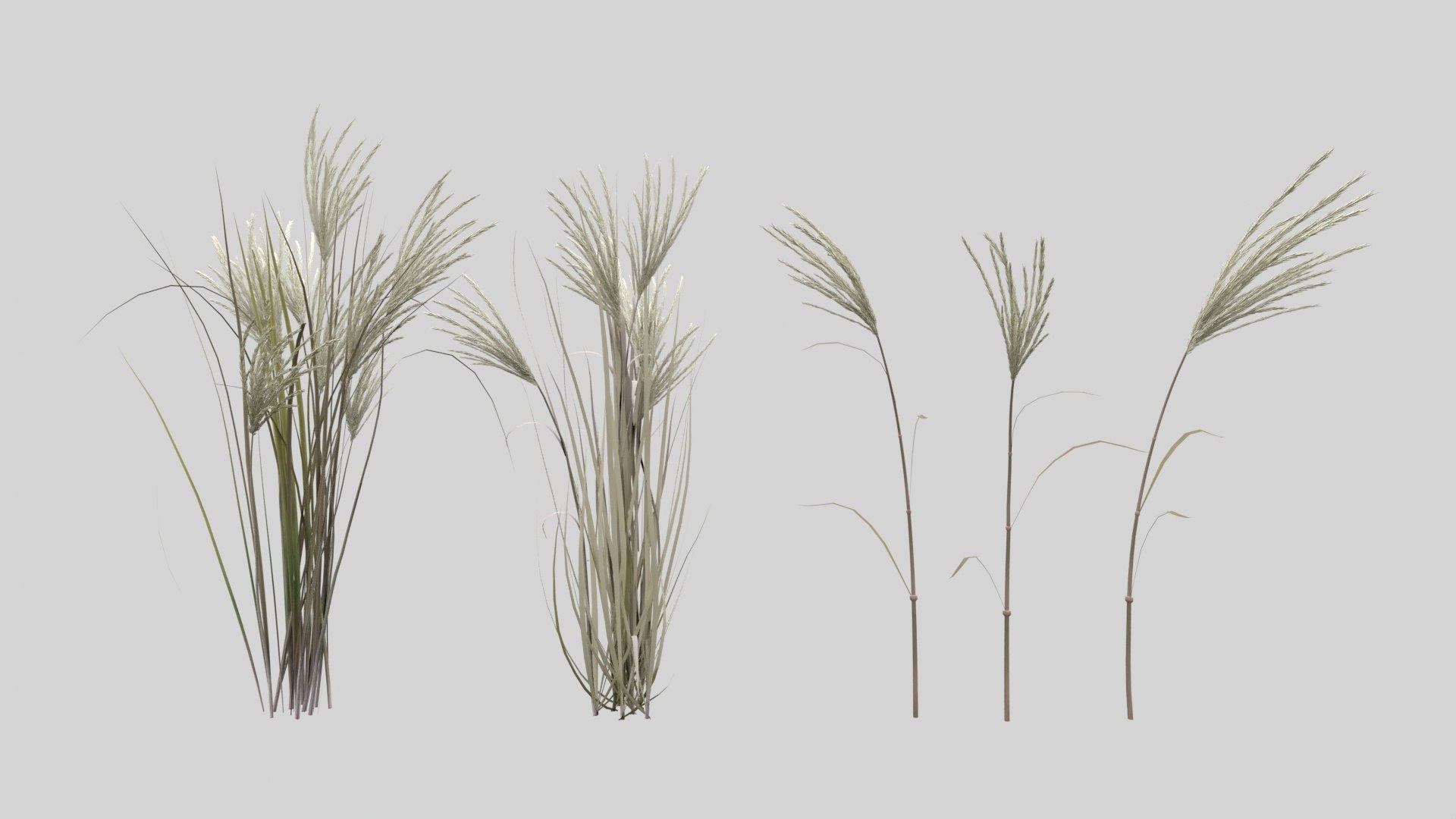 Long Reed Model - TurboSquid 2145327