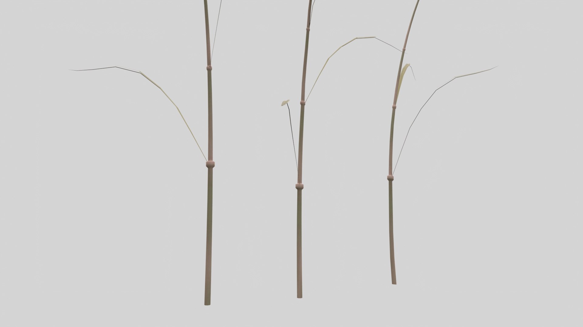 Long Reed Model - TurboSquid 2145327