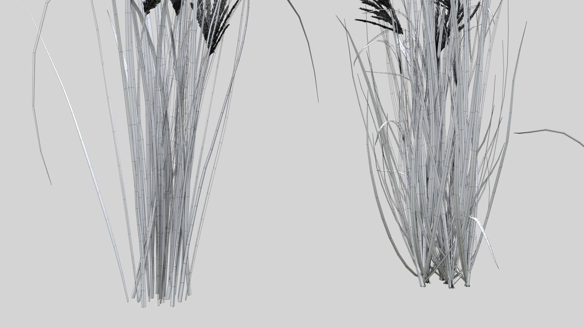 Long Reed Model - TurboSquid 2145327