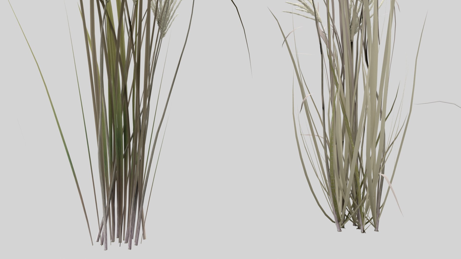 Long Reed Model - TurboSquid 2145327