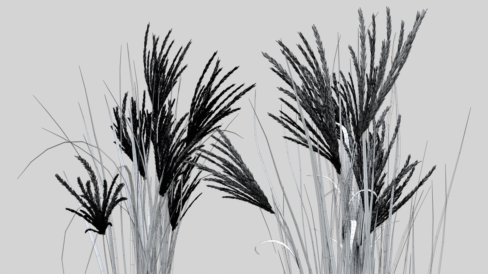 Long Reed Model - TurboSquid 2145327