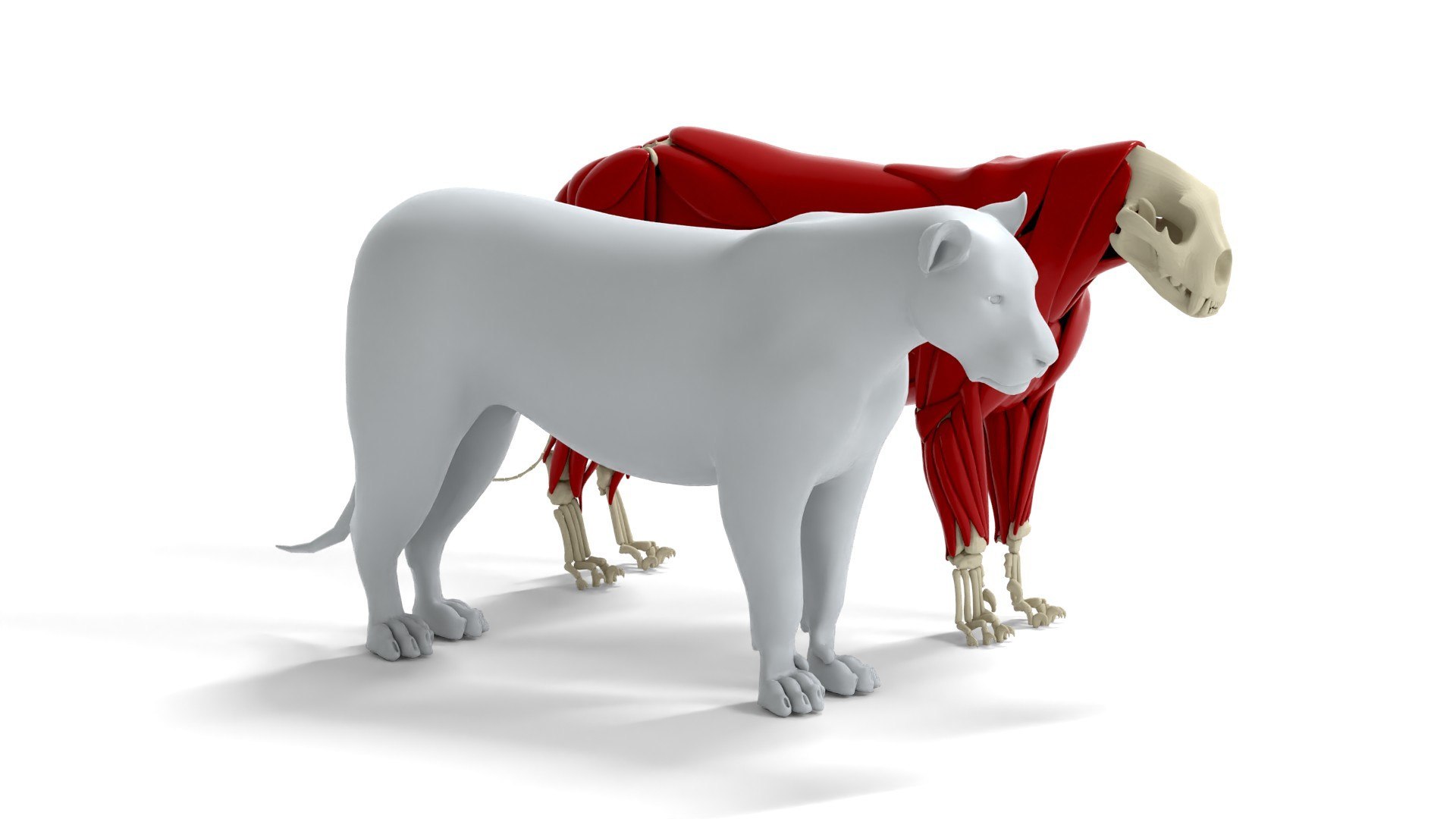 Lion Muscles With Skeleton Model - TurboSquid 2115266