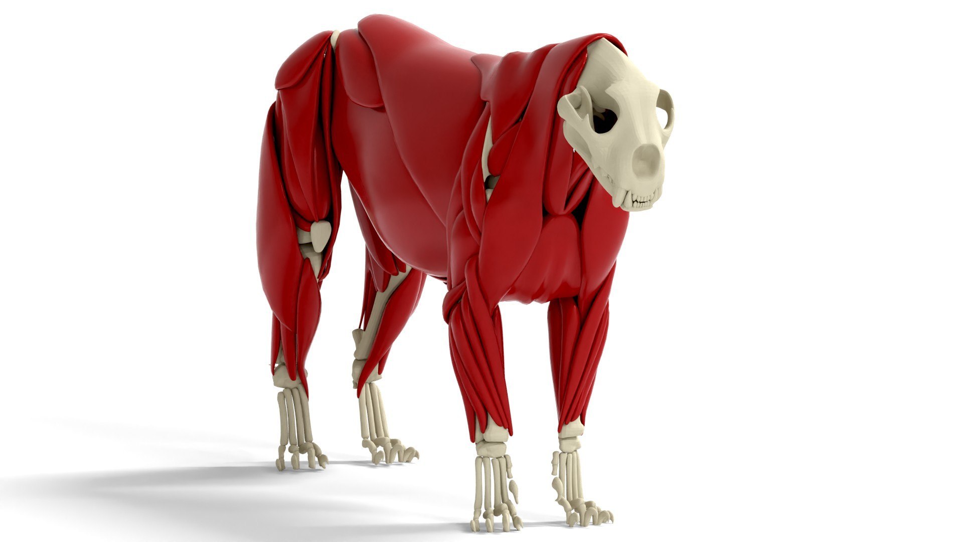 Lion Muscles With Skeleton Model - TurboSquid 2115266