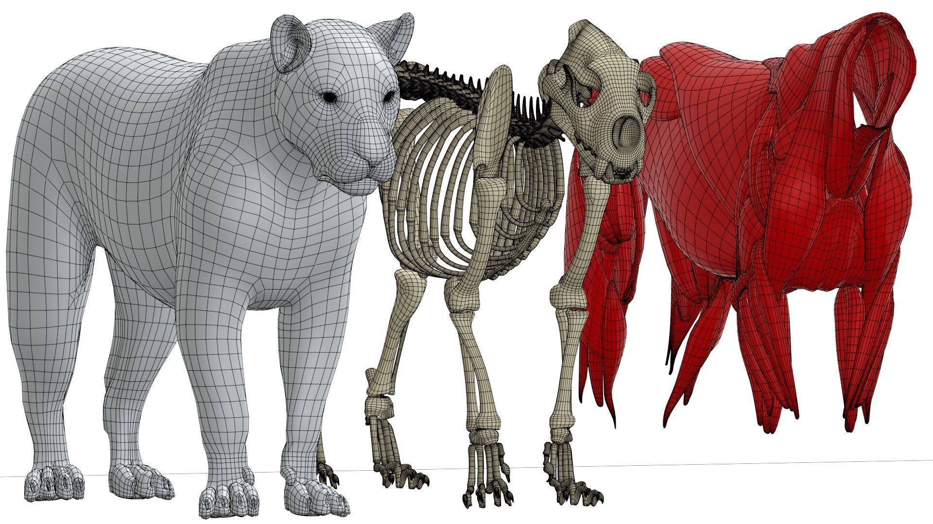 Lion Muscles With Skeleton Model - TurboSquid 2115266