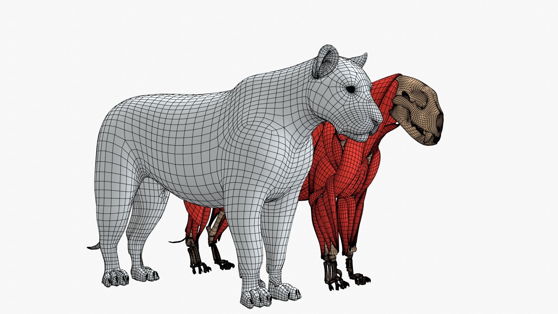 Lion Muscles With Skeleton Model - TurboSquid 2115266