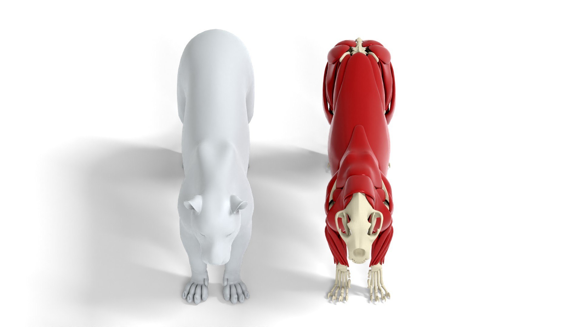 Lion Muscles With Skeleton Model - TurboSquid 2115266