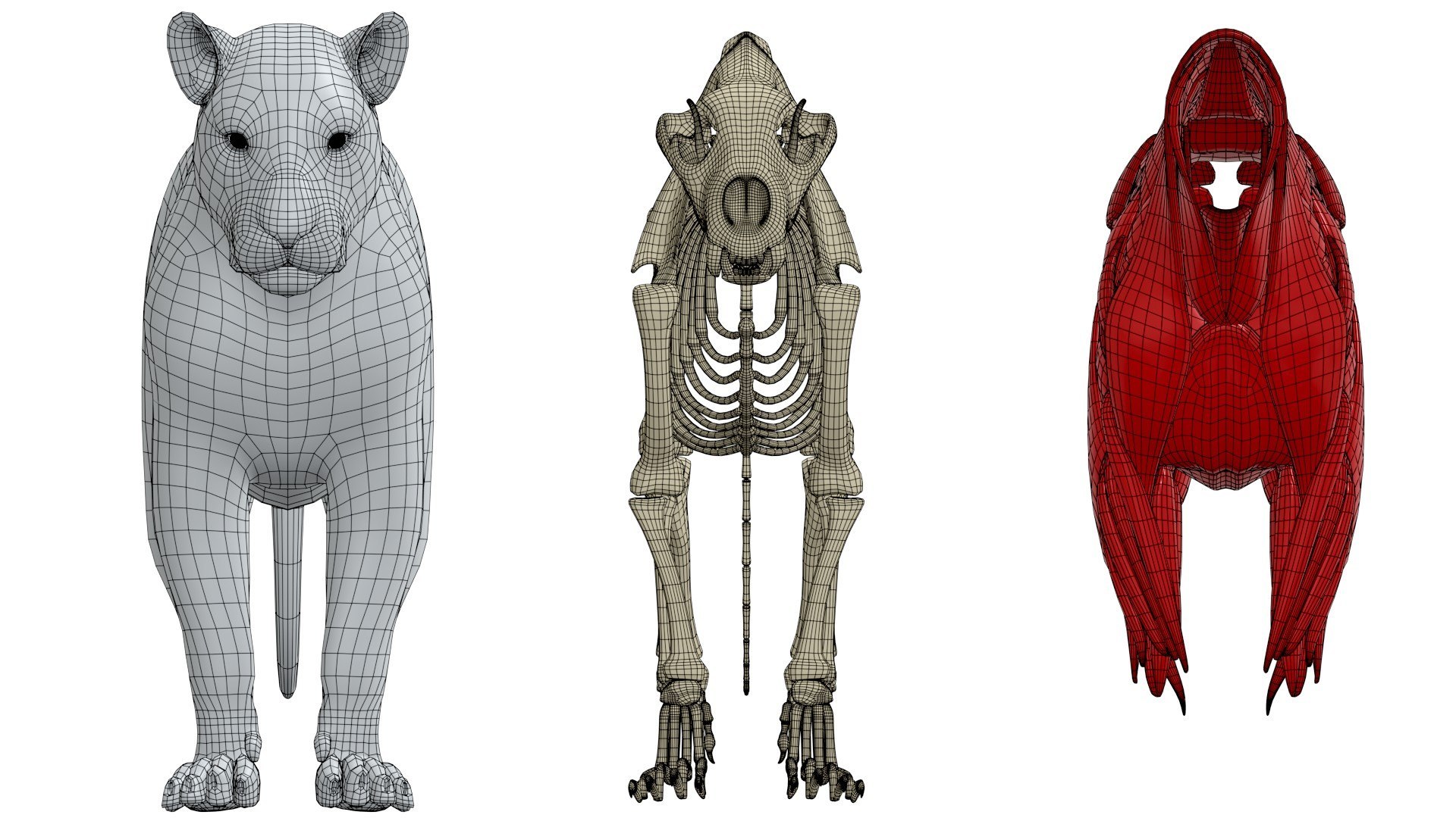 Lion Muscles With Skeleton Model - TurboSquid 2115266
