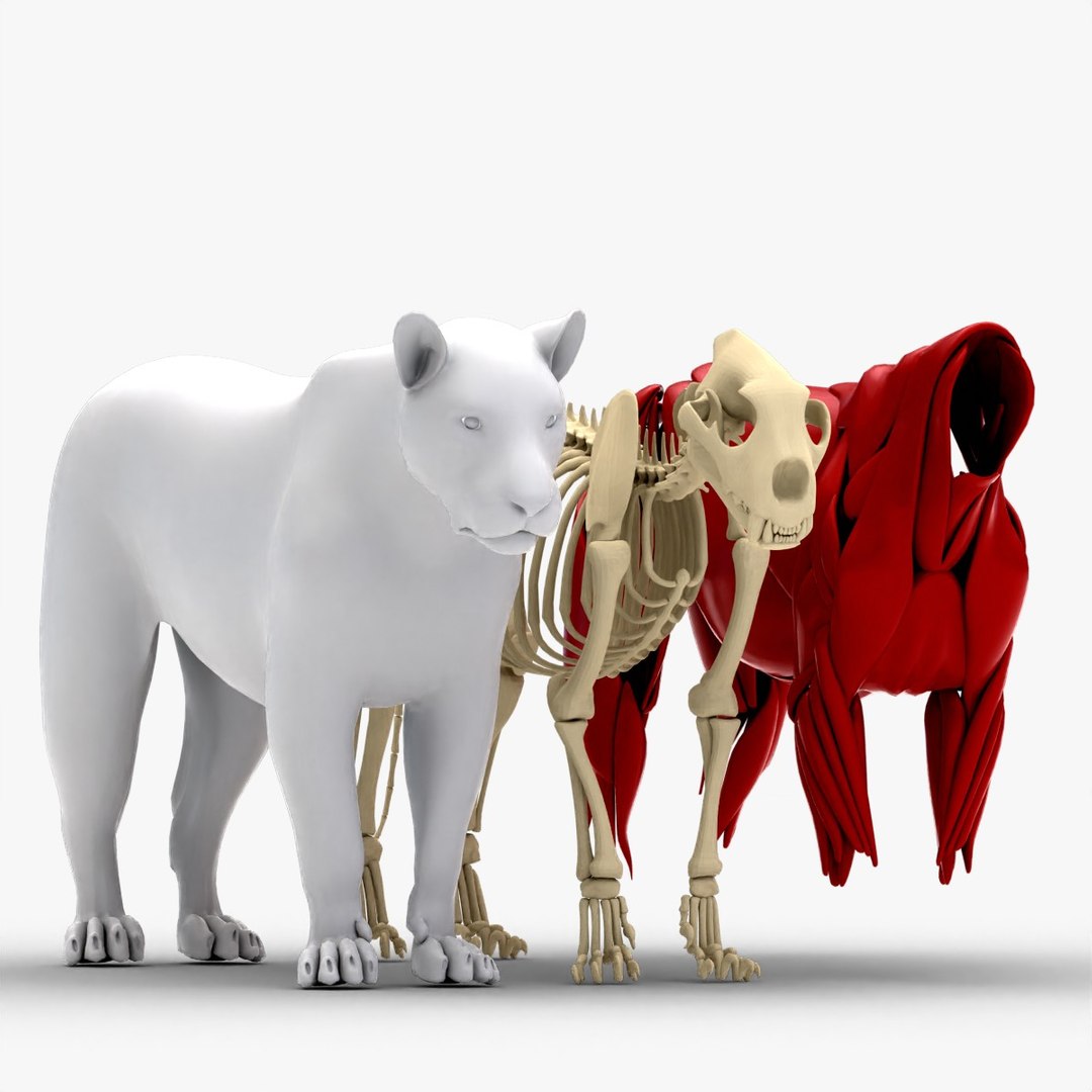 Lion Muscles With Skeleton Model - TurboSquid 2115266