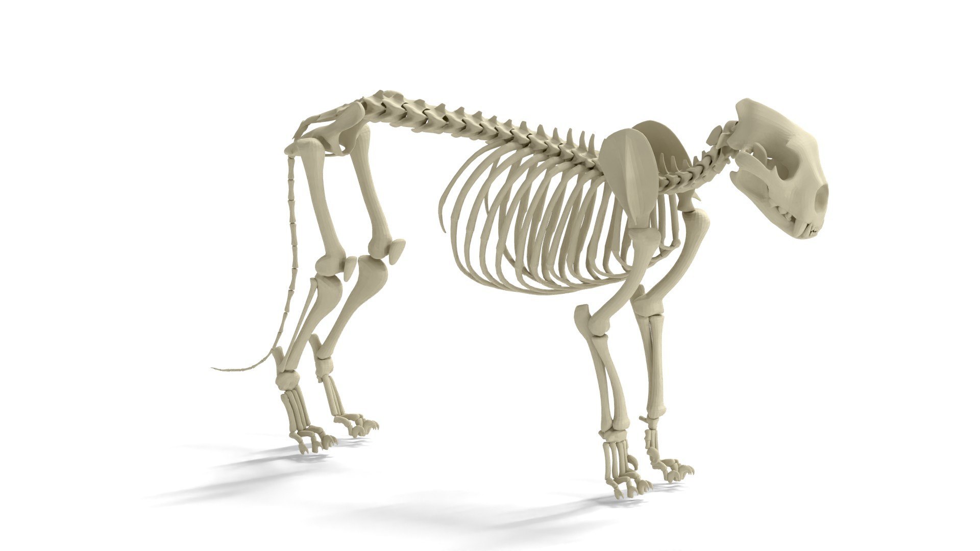Lion Muscles With Skeleton Model - TurboSquid 2115266