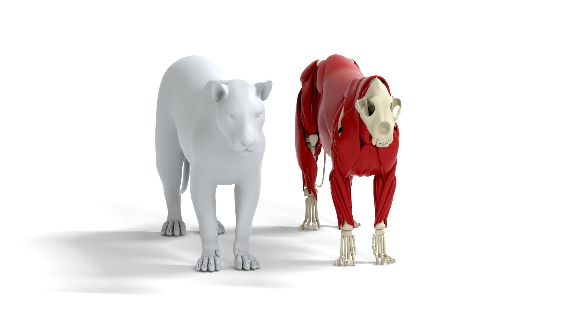 Lion Muscles With Skeleton Model - TurboSquid 2115266