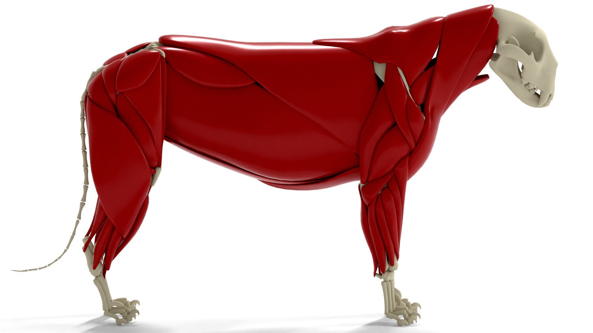 Lion Muscles With Skeleton Model - TurboSquid 2115266