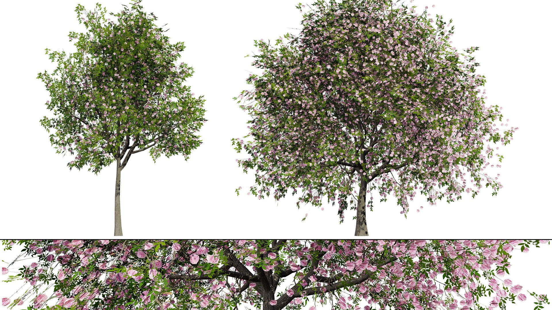 3D Model High-Quality Dais Cotinifolia 3D Tree - TurboSquid 2409540