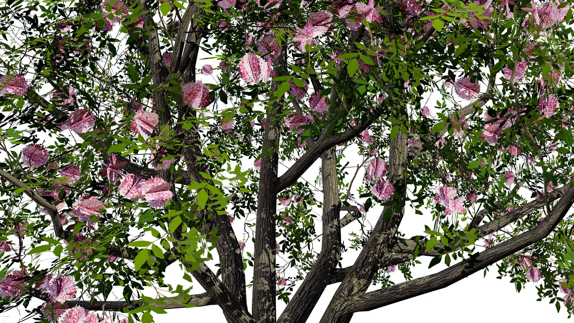 3D Model High-Quality Dais Cotinifolia 3D Tree - TurboSquid 2409540