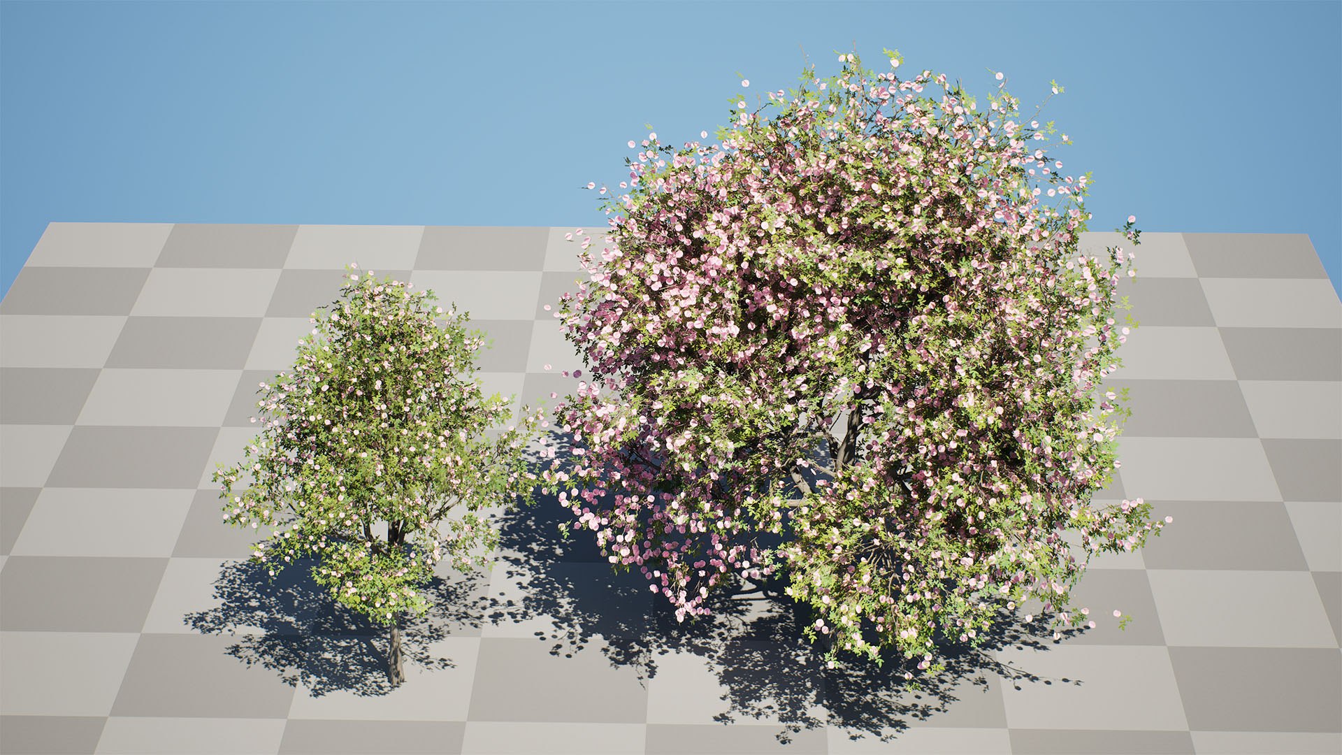 3D Model High-Quality Dais Cotinifolia 3D Tree - TurboSquid 2409540