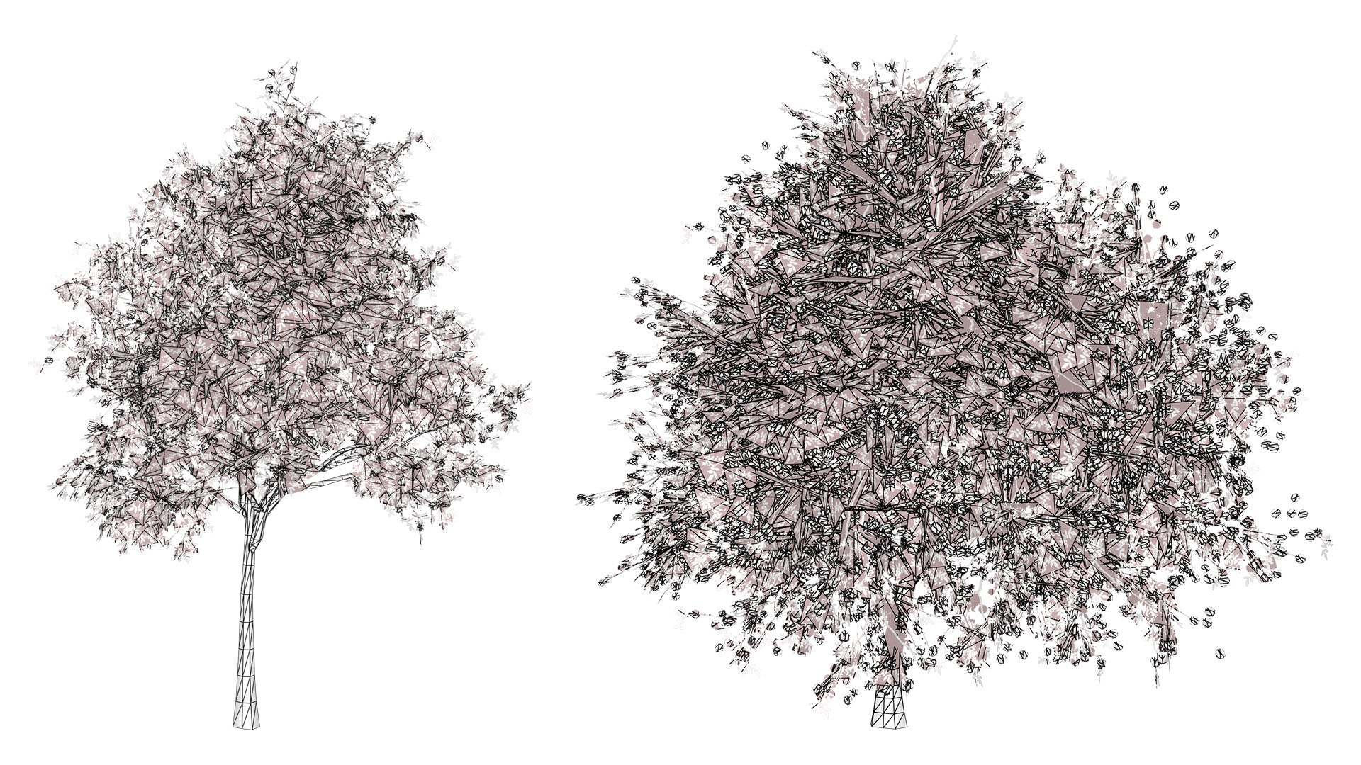 3D Model High-Quality Dais Cotinifolia 3D Tree - TurboSquid 2409540