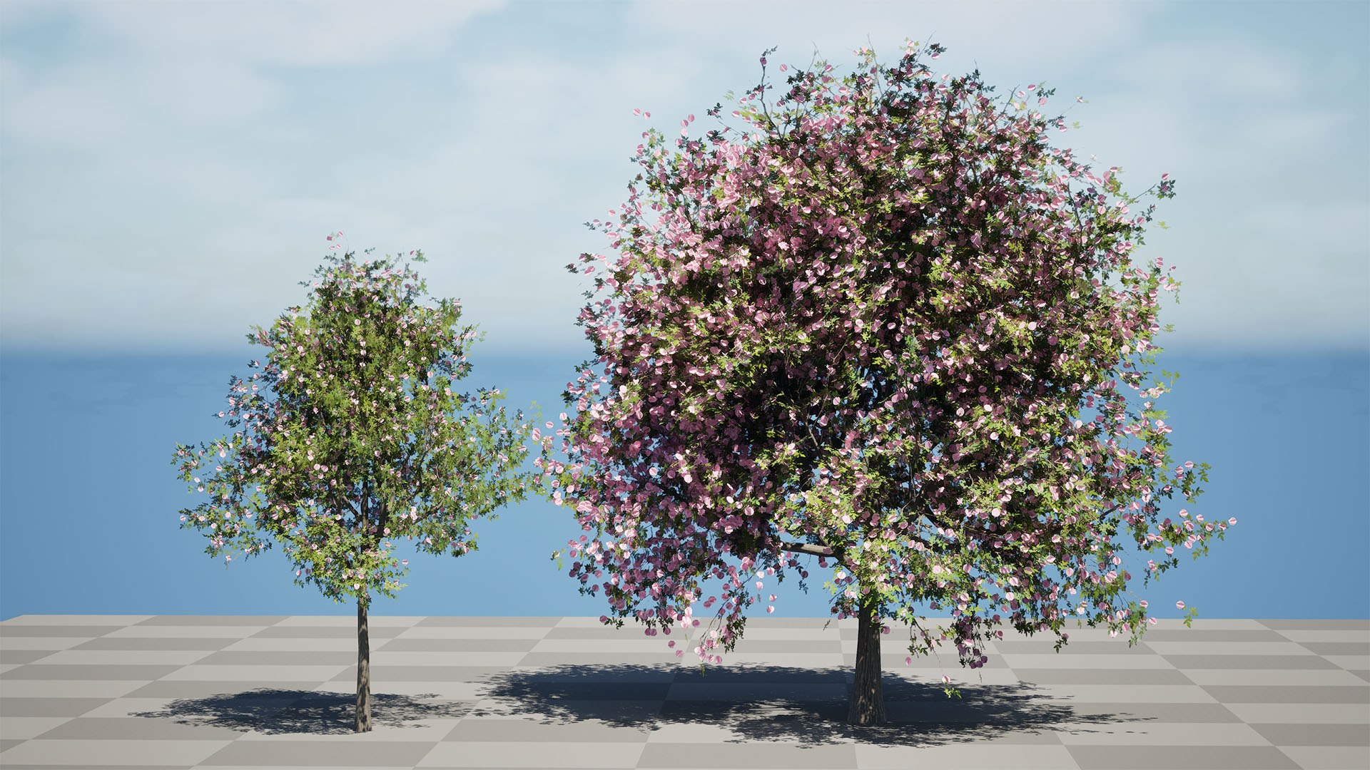 3D Model High-Quality Dais Cotinifolia 3D Tree - TurboSquid 2409540