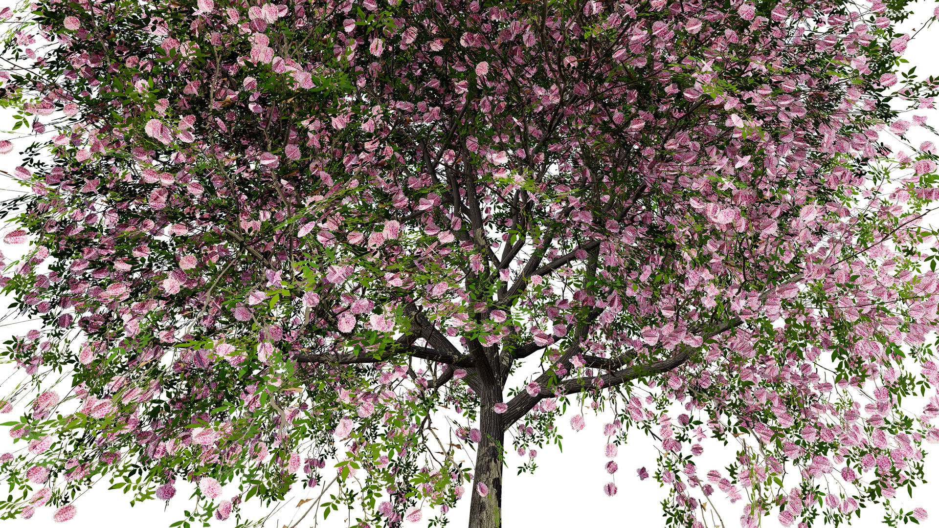 3D Model High-Quality Dais Cotinifolia 3D Tree - TurboSquid 2409540