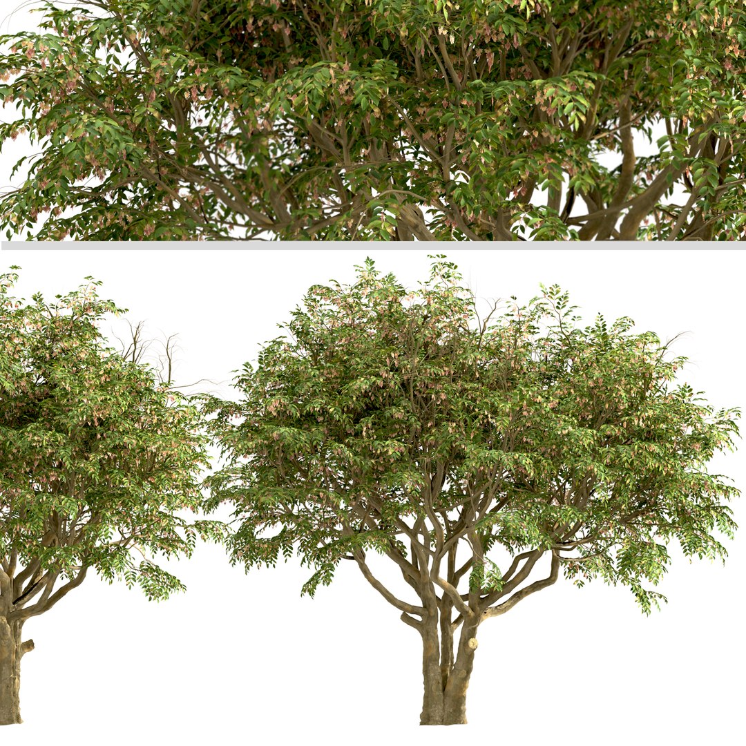3D Set Of Fraxinus Griffithii Or Griffiths Ash Tree - 2 Trees ...