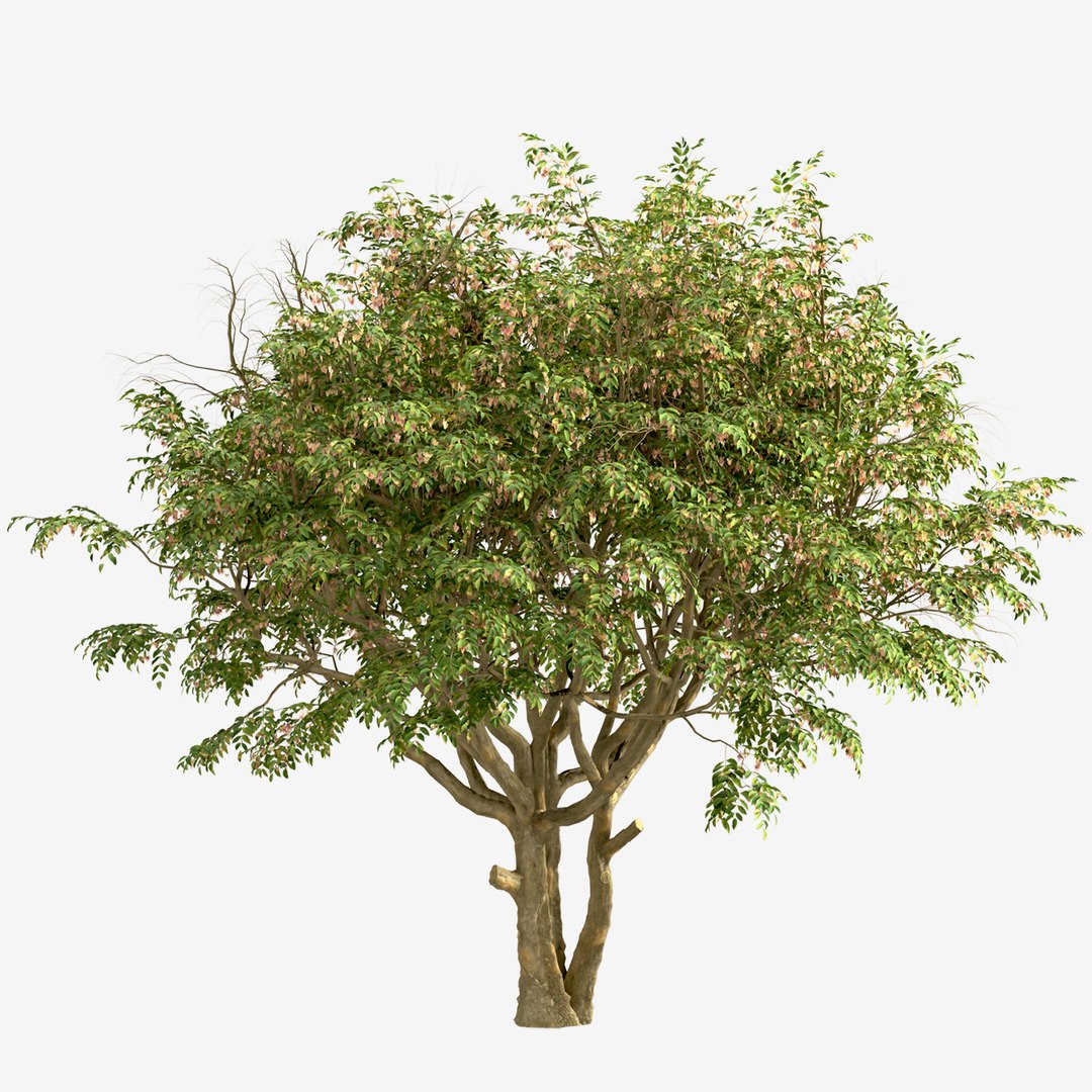 3D Set Of Fraxinus Griffithii Or Griffiths Ash Tree - 2 Trees ...