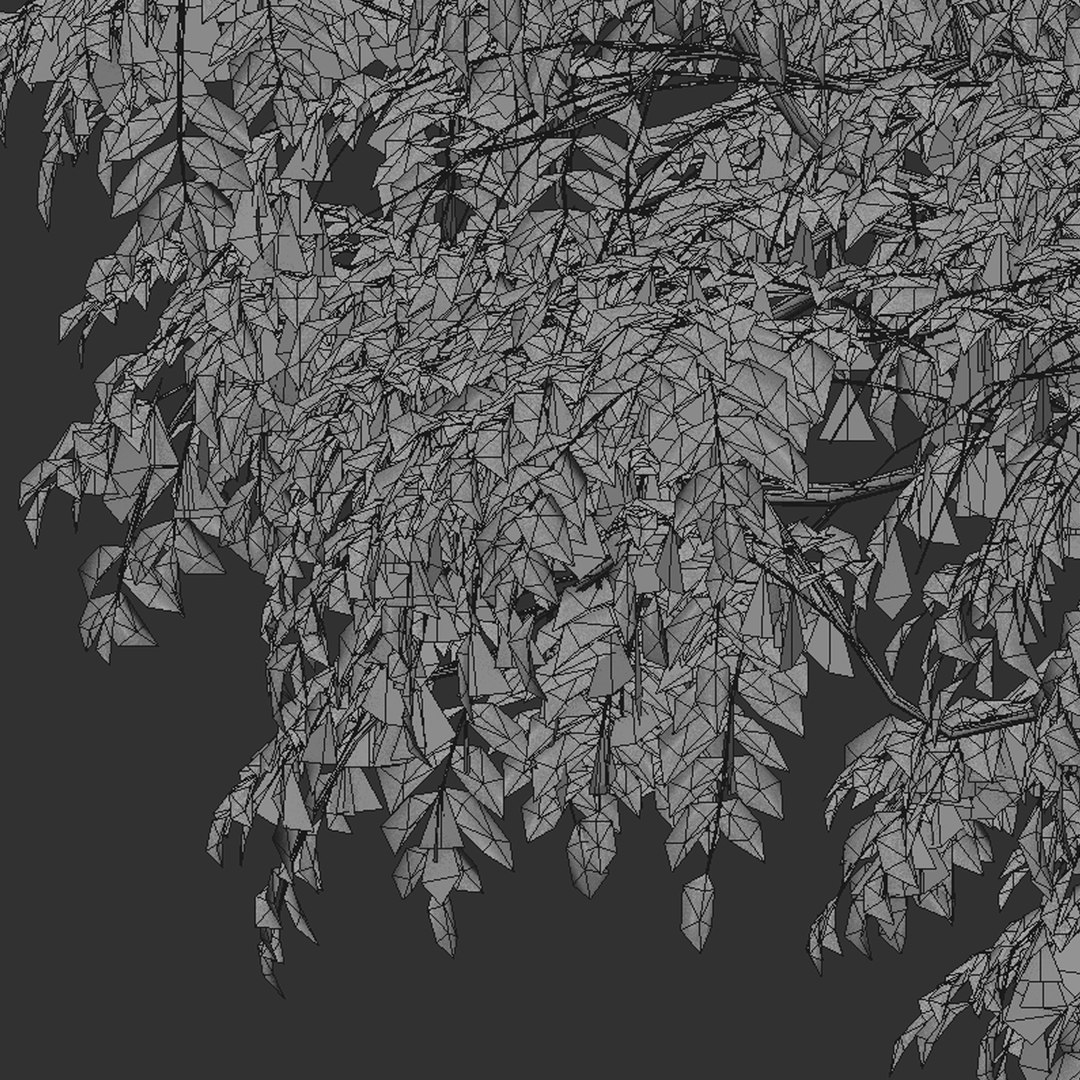 3D Set Of Fraxinus Griffithii Or Griffiths Ash Tree - 2 Trees ...
