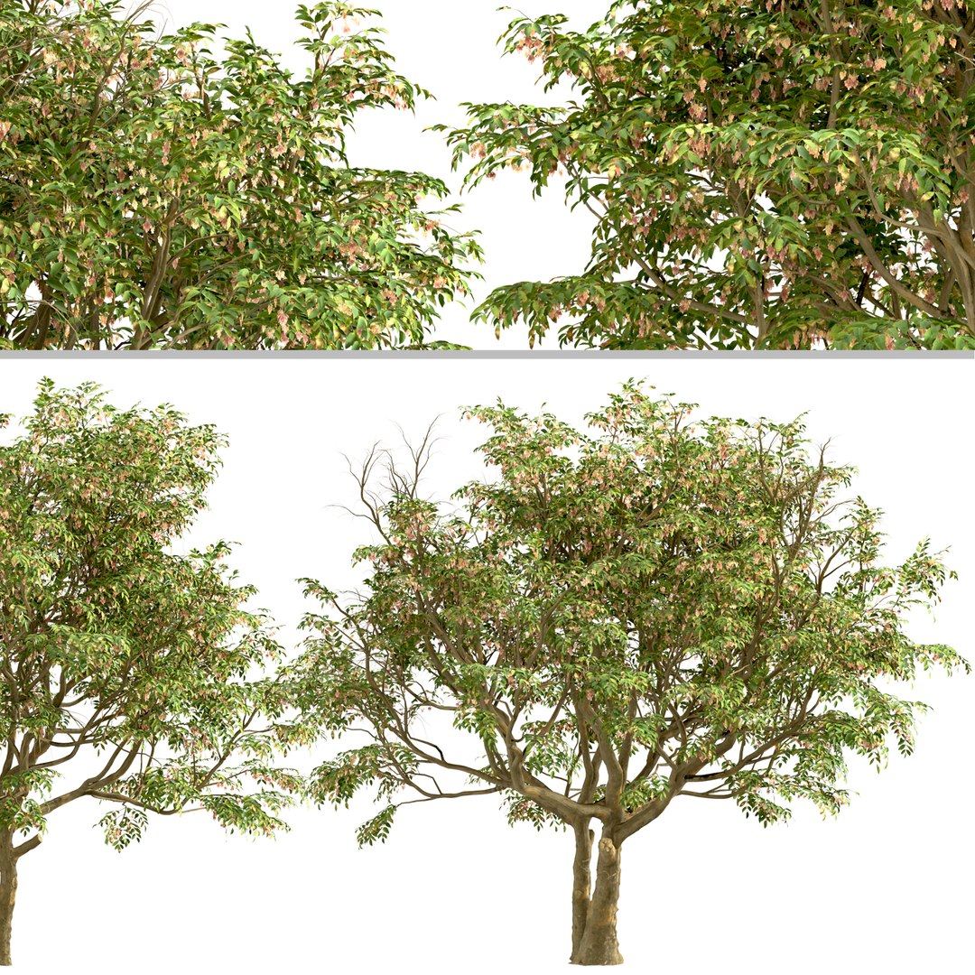 3D Set Of Fraxinus Griffithii Or Griffiths Ash Tree - 2 Trees ...